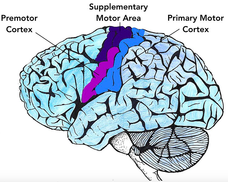 Supplementary Motor Area
